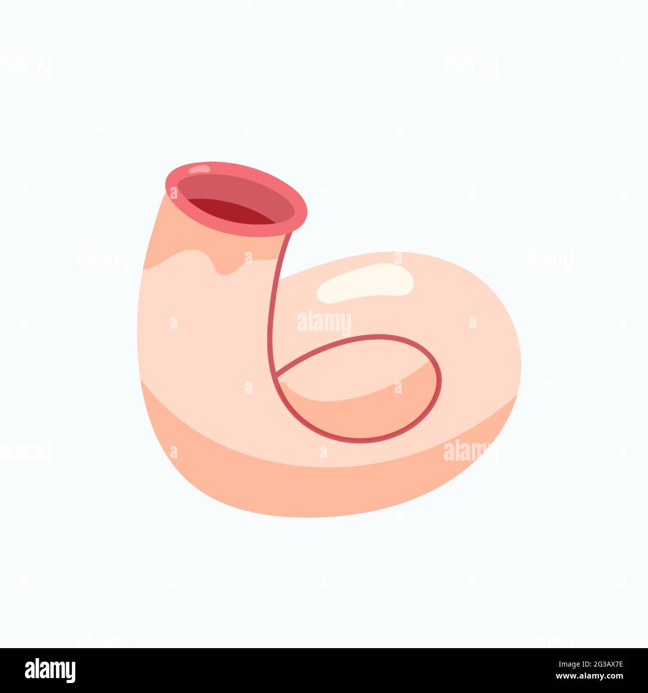 sea shell. Vector illustration isolated Stock Vector Image & Art - Alamy