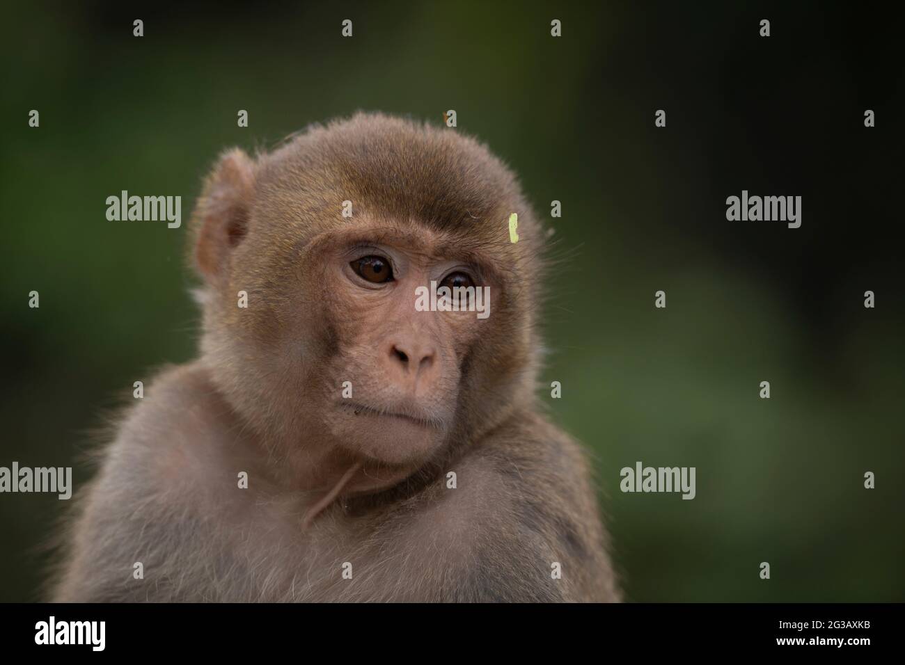 Monkey potrait hi-res stock photography and images - Alamy