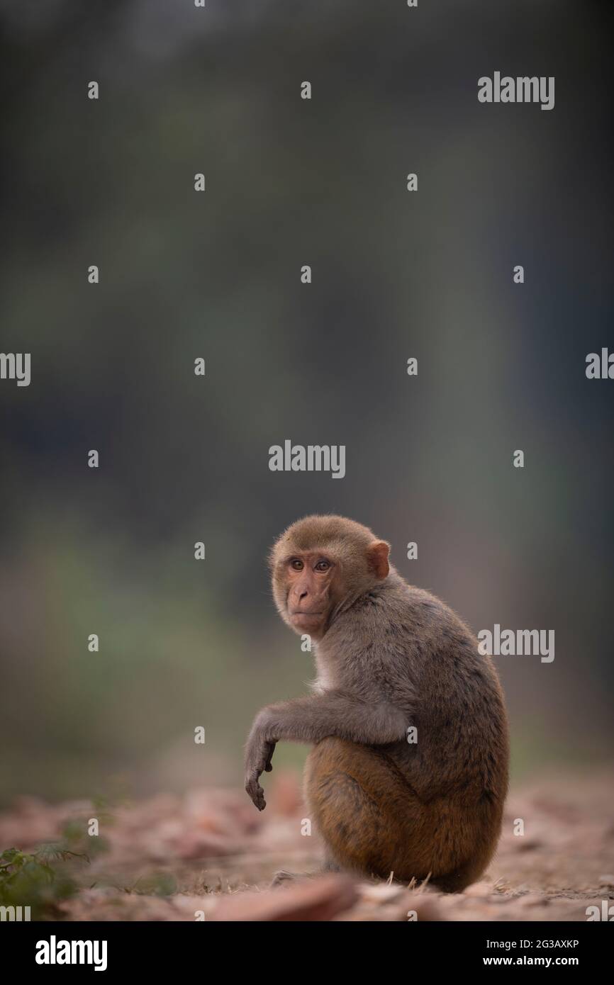 Monkey potrait hi-res stock photography and images - Alamy
