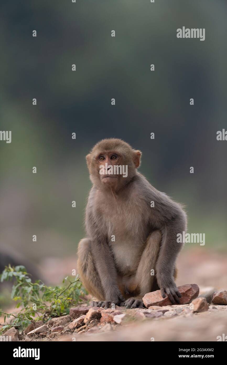 Potrait landscape hi-res stock photography and images - Alamy