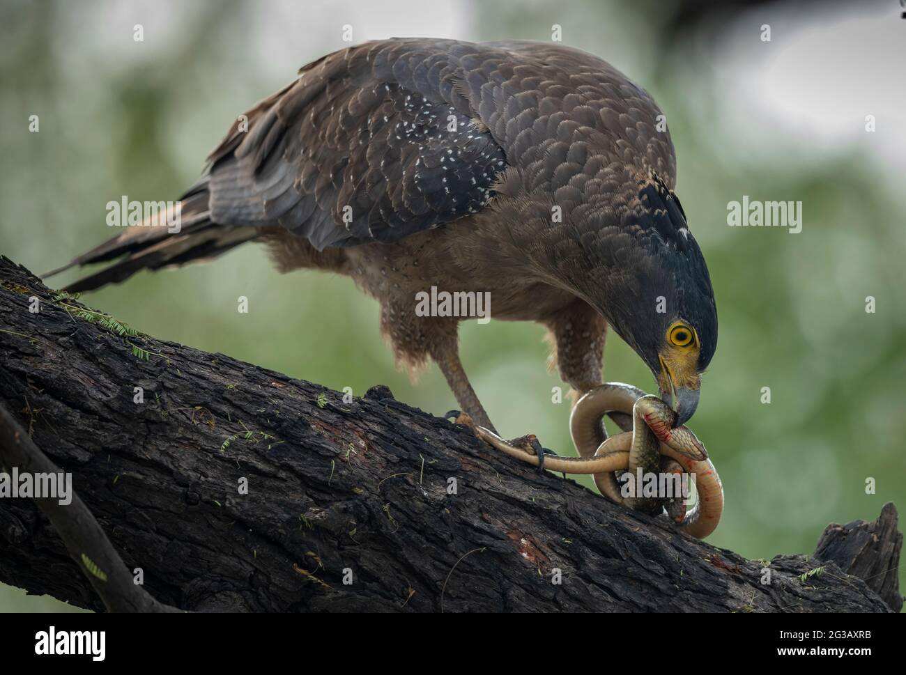 Oriole snake hi-res stock photography and images - Alamy