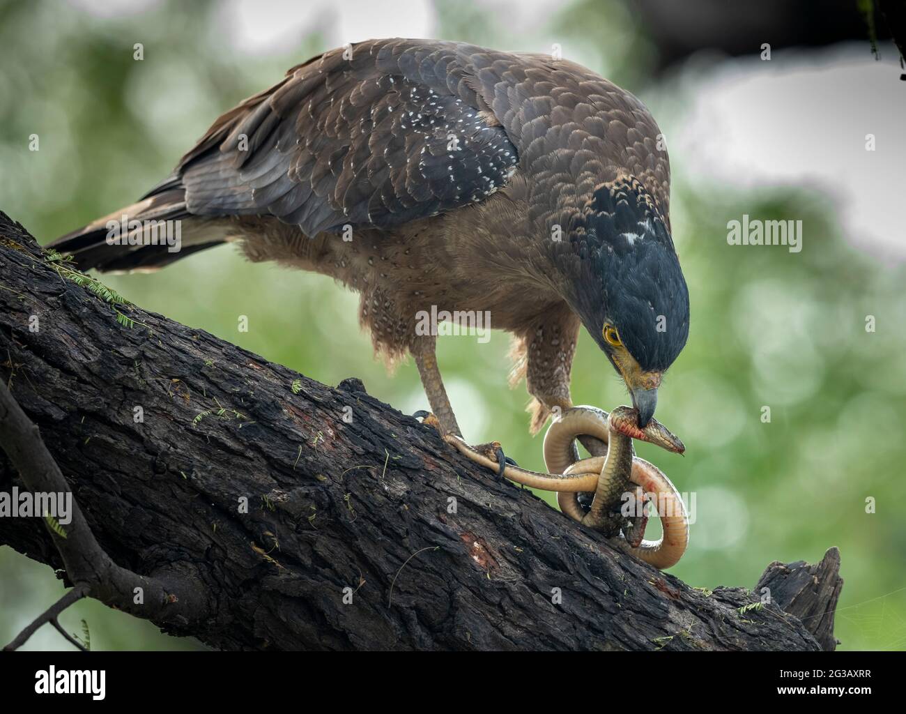 Serpent eagle with snake kill Stock Photo - Alamy