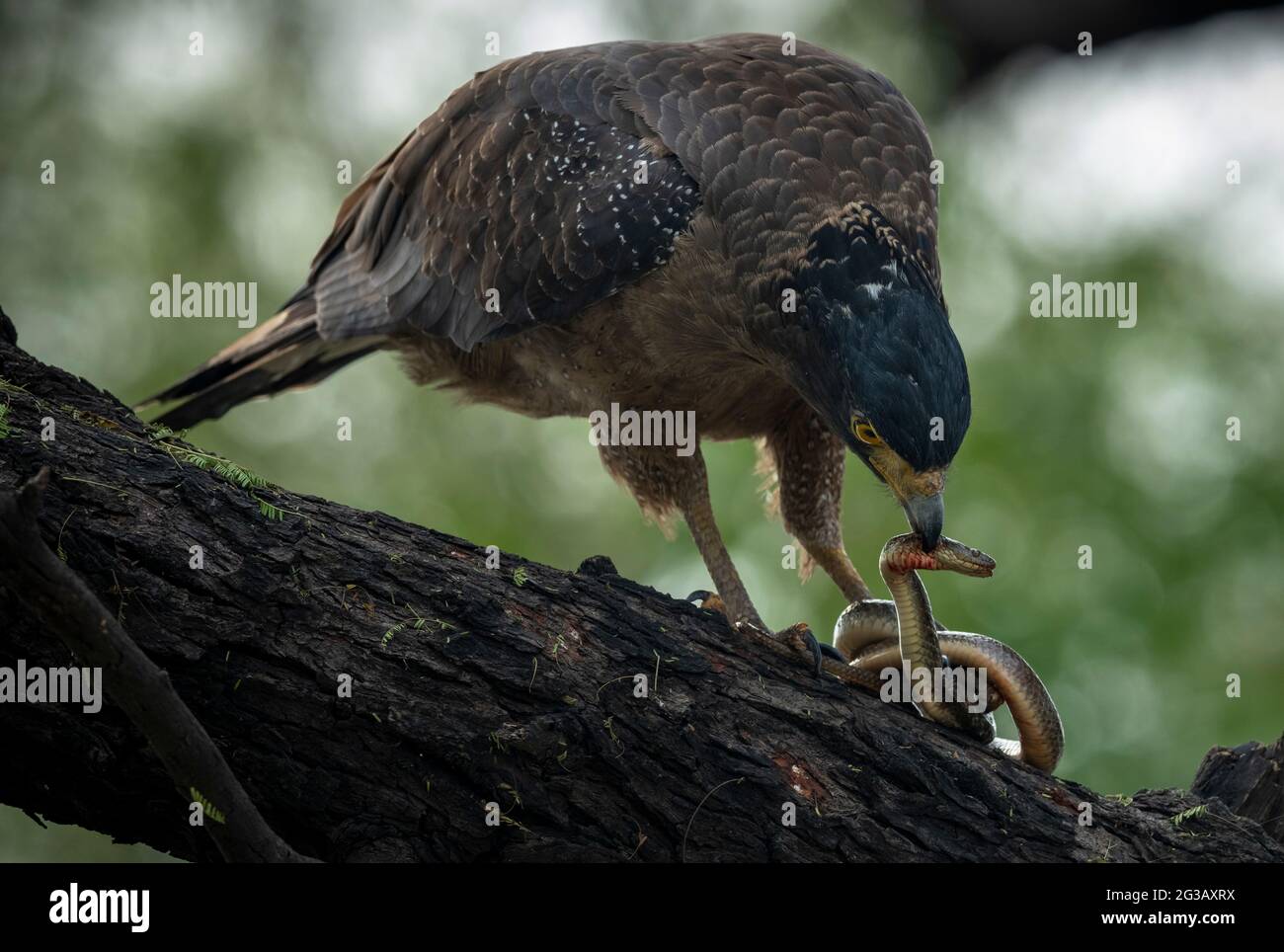 Serpent eagle with snake kill Stock Photo - Alamy