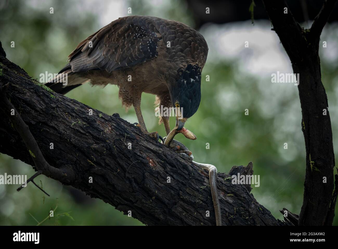 Serpent eagle with snake kill Stock Photo - Alamy