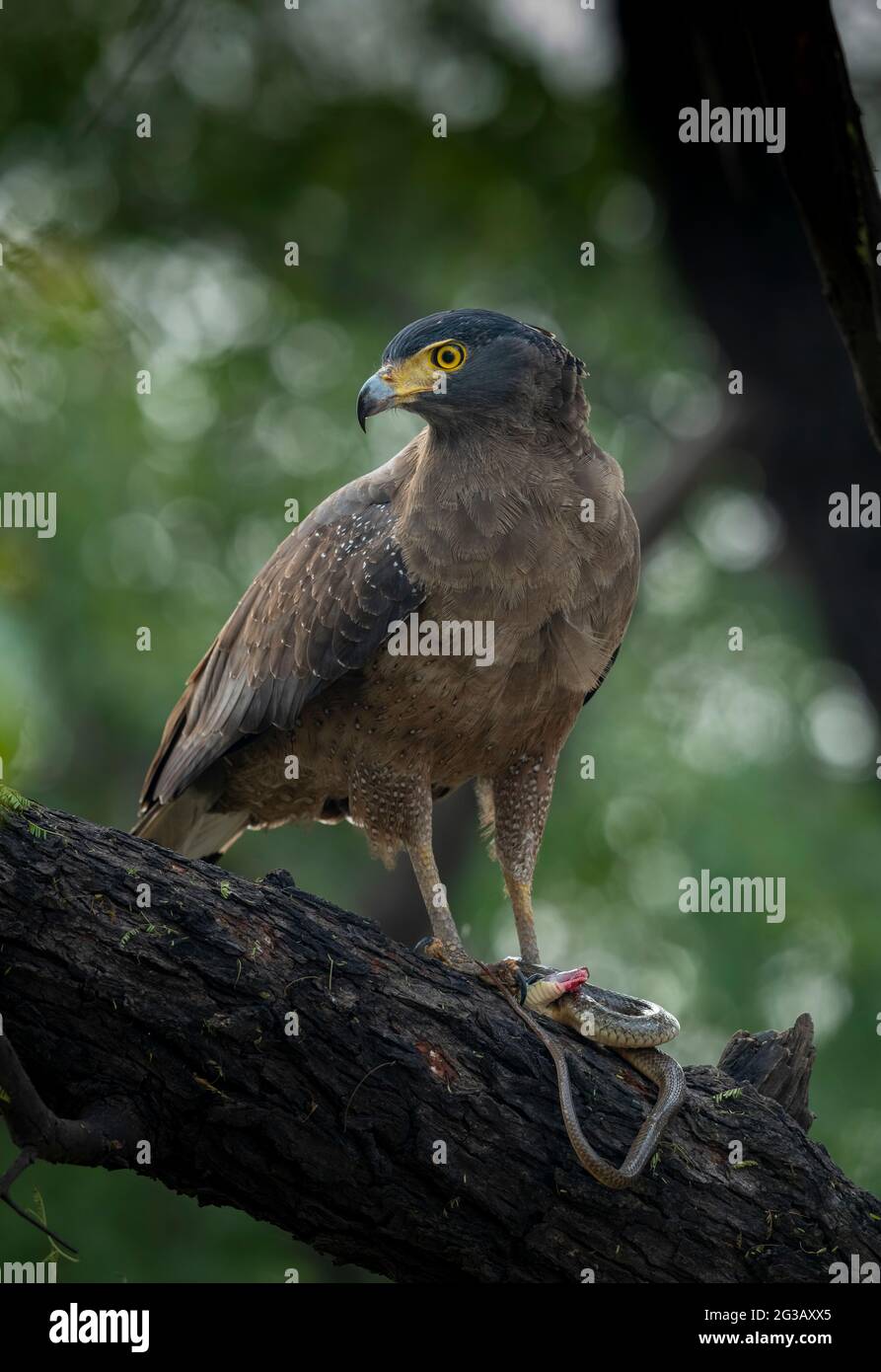 Serpent eagle with snake kill Stock Photo - Alamy