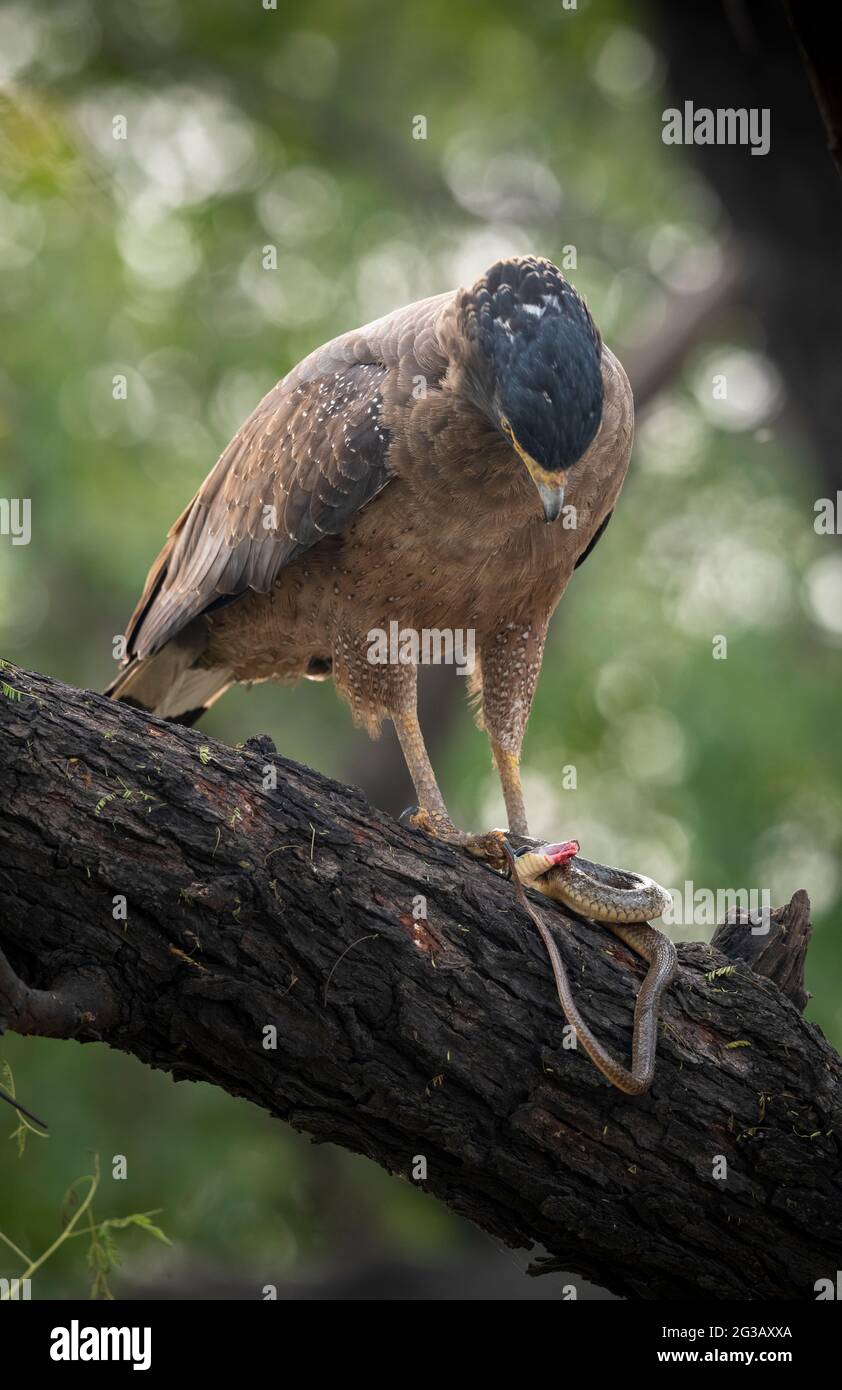 Oriole snake hi-res stock photography and images - Alamy