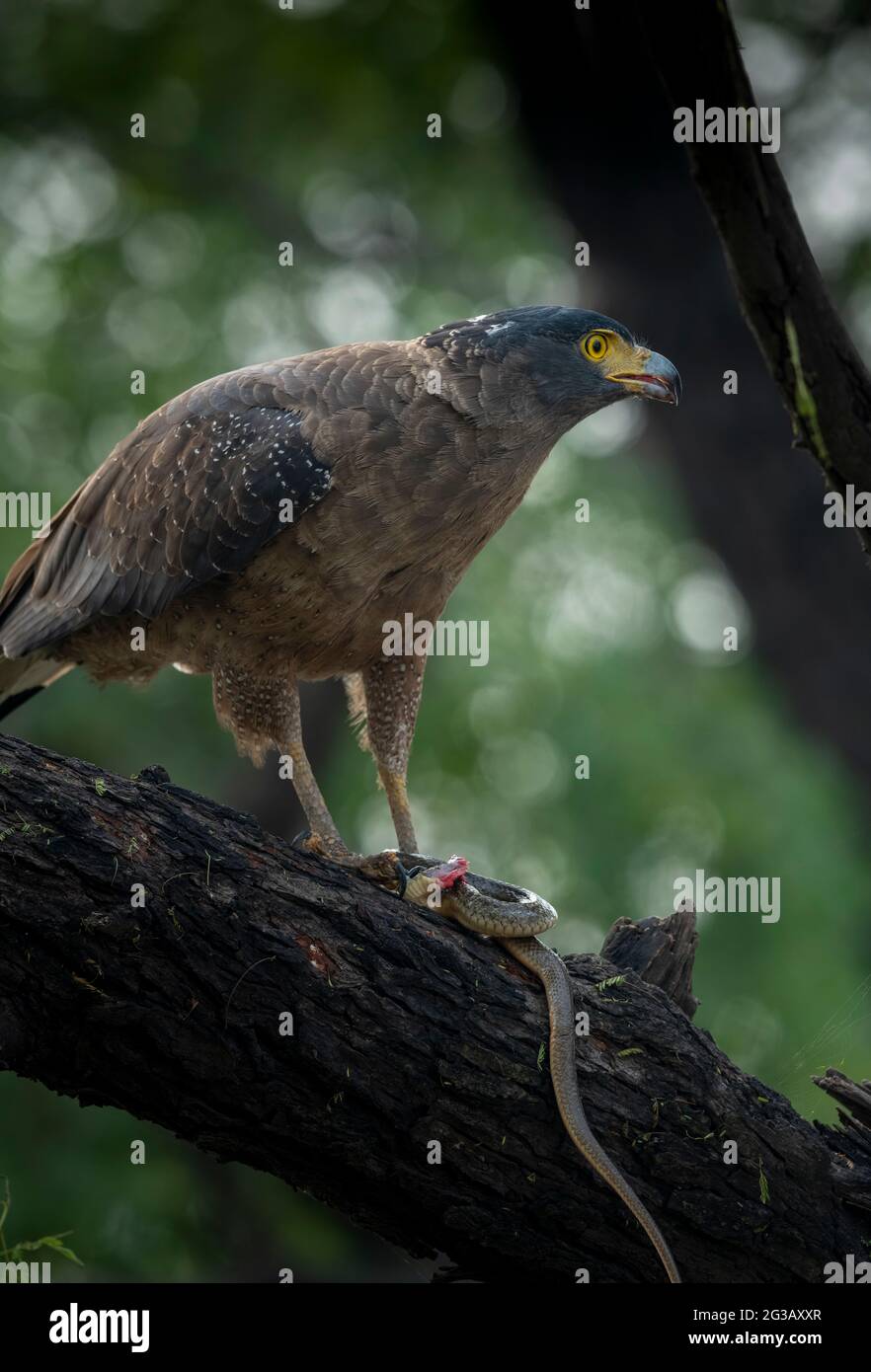 Serpent eagle with snake kill Stock Photo - Alamy