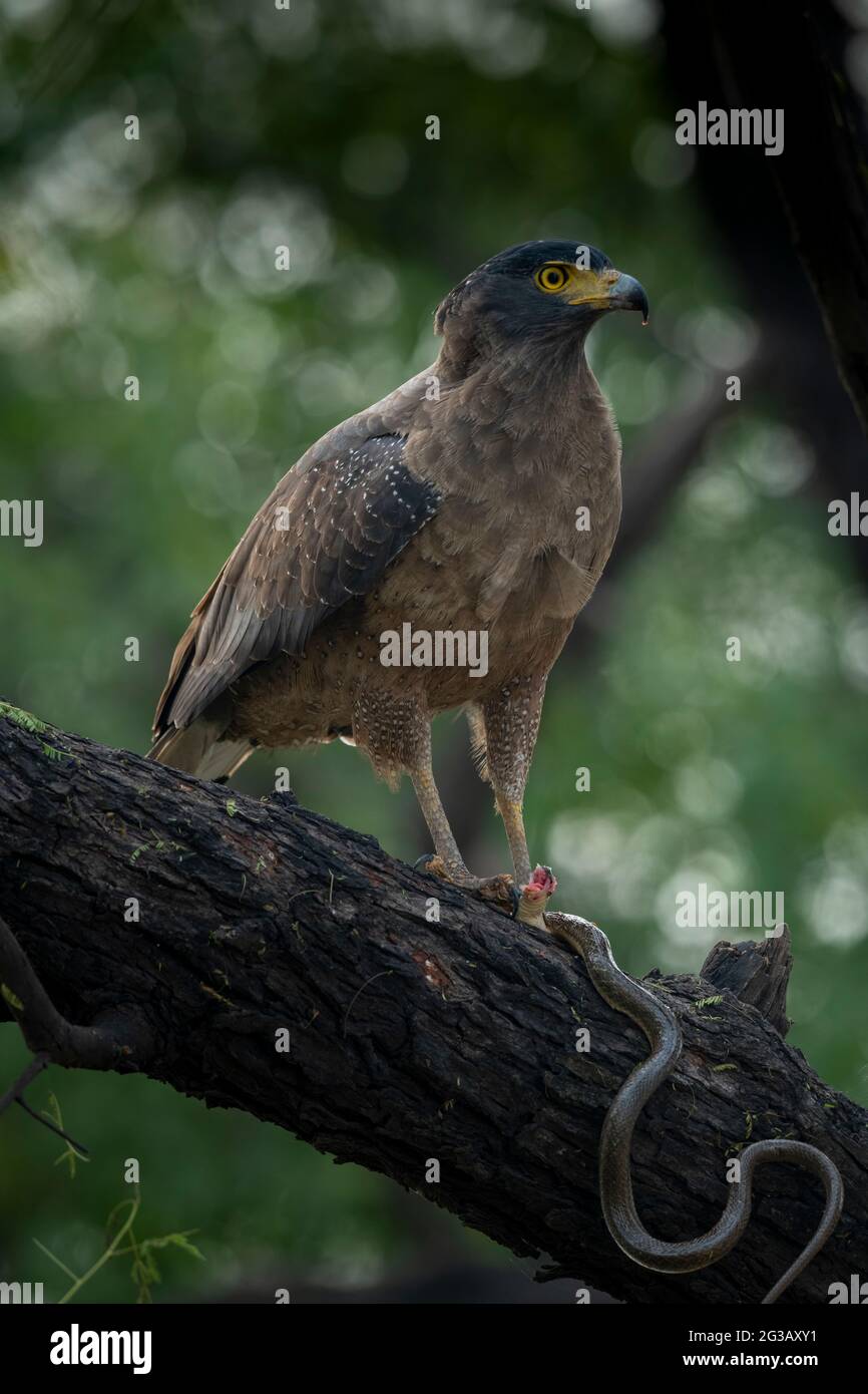 Serpent eagle with snake kill Stock Photo - Alamy