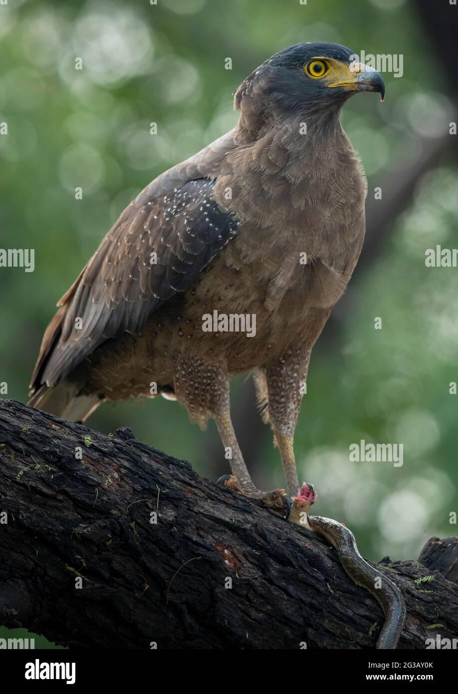 Oriole snake hi-res stock photography and images - Alamy