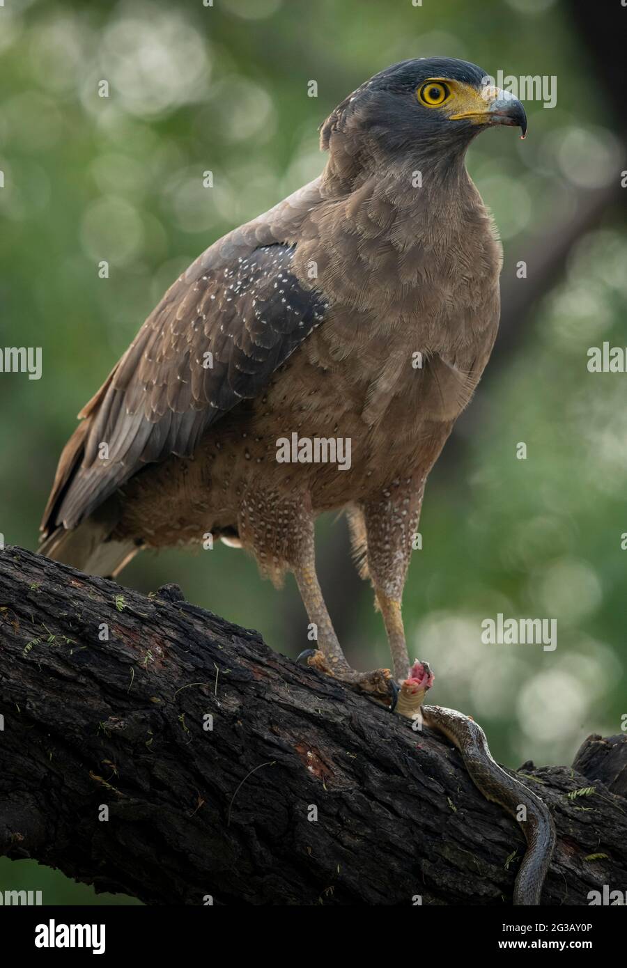 Serpent eagle with snake kill Stock Photo - Alamy