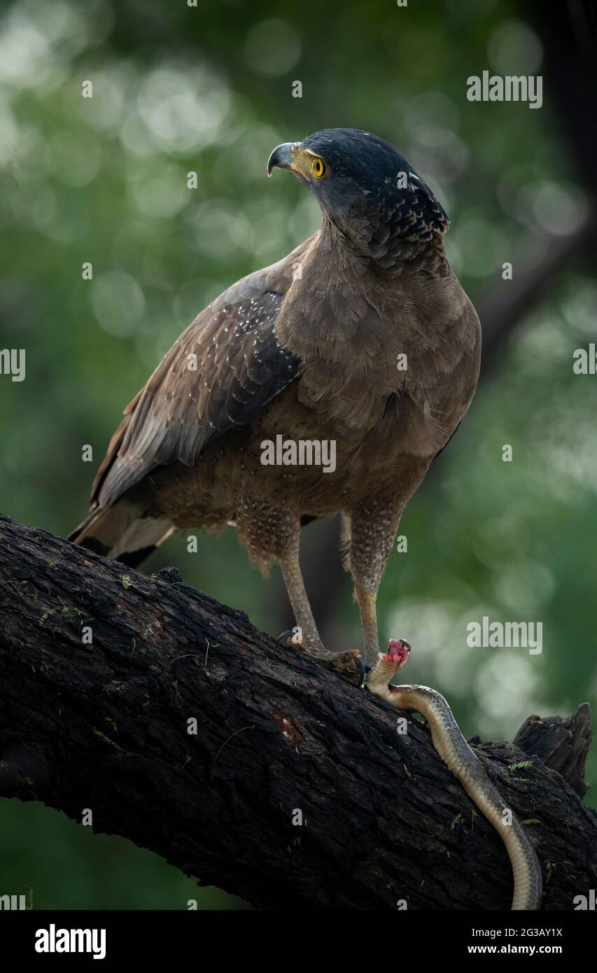 Serpent eagle with snake kill Stock Photo - Alamy