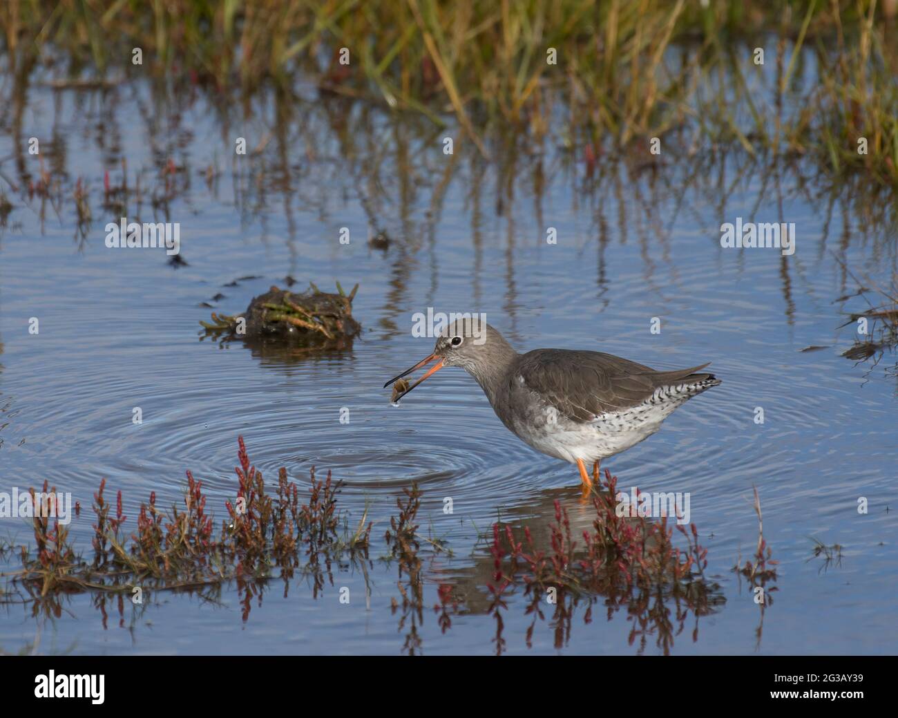 Redshank, Tringa totanus, with crab, Lancashire, UK Stock Photo - Alamy