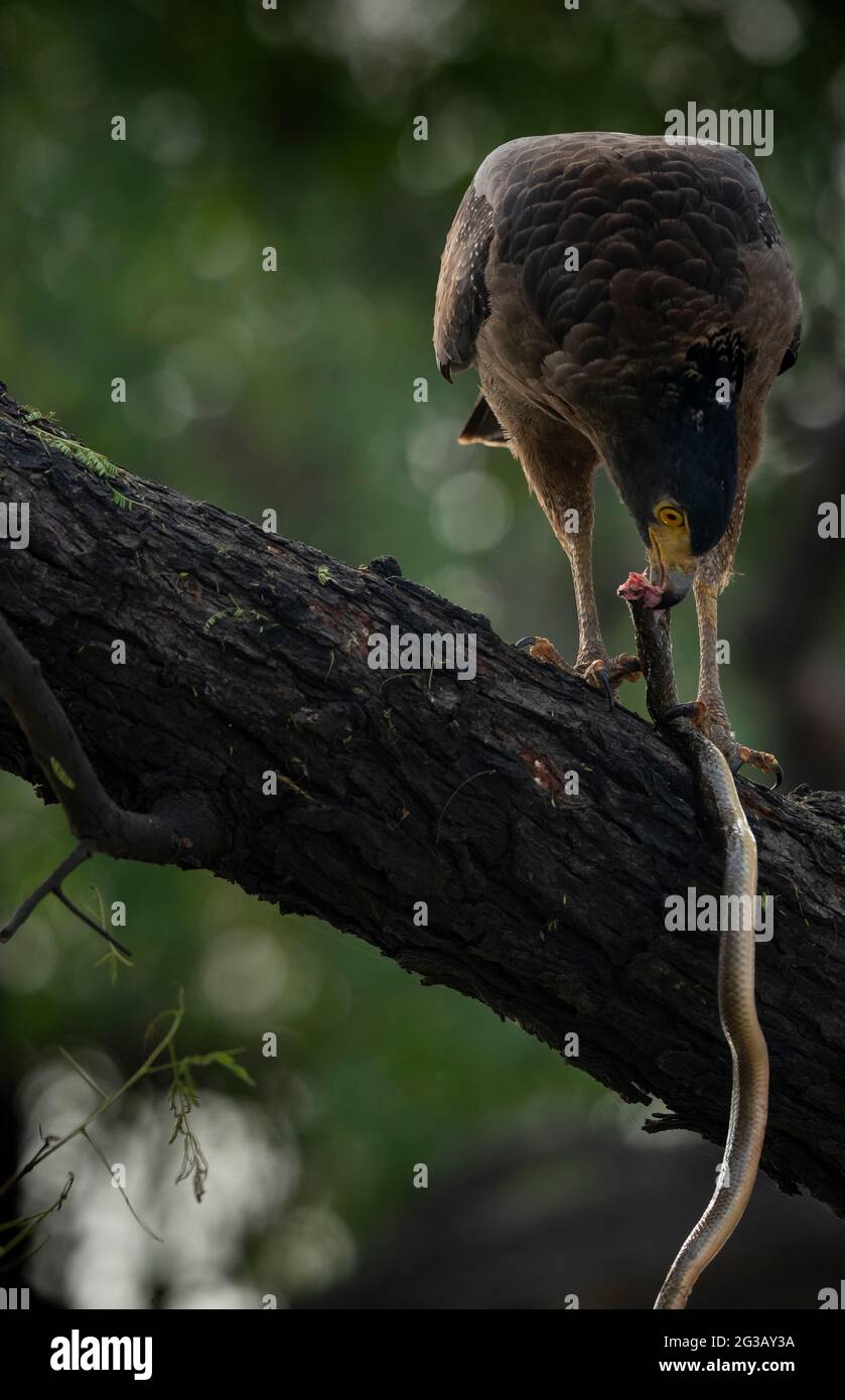 Oriole snake hi-res stock photography and images - Alamy