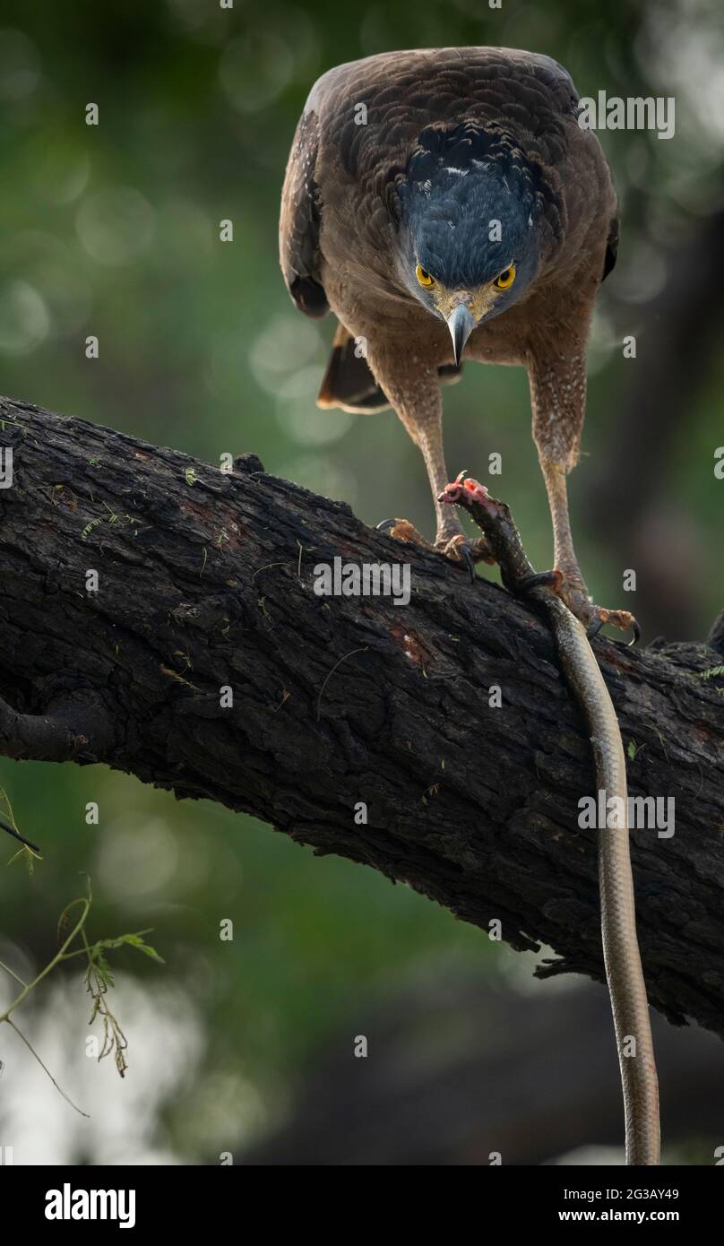 Serpent eagle with snake kill Stock Photo - Alamy