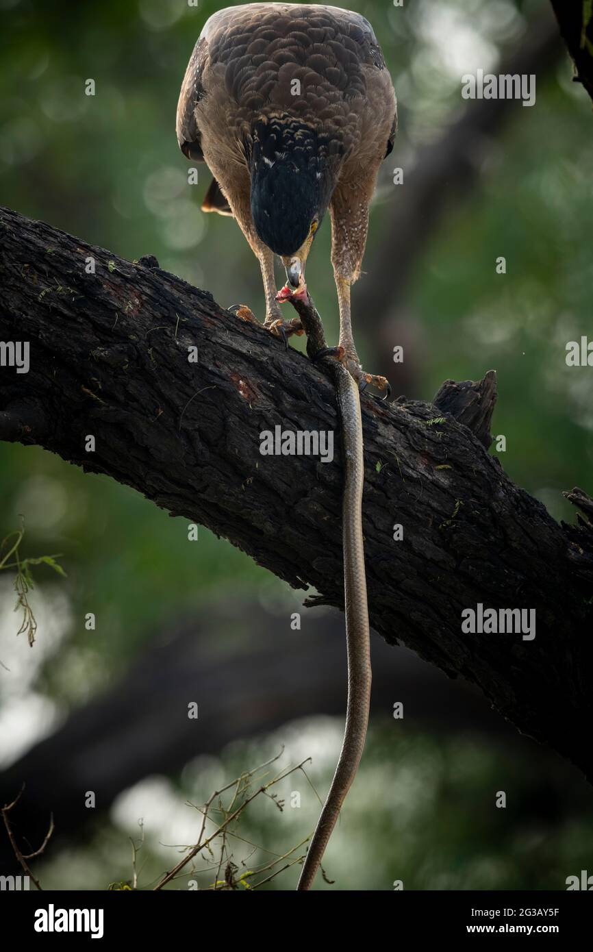 Oriole snake hi-res stock photography and images - Alamy