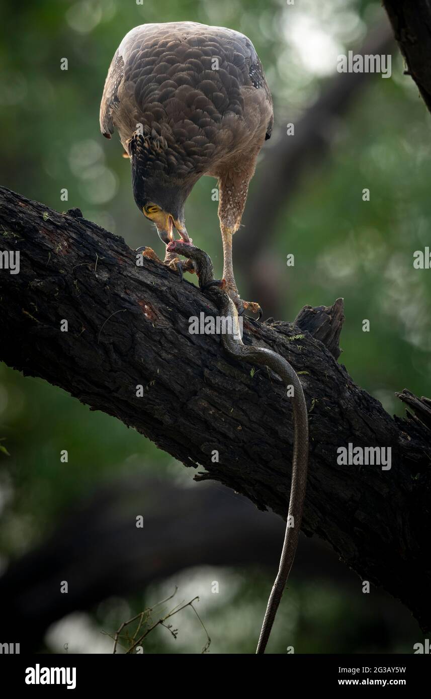 Serpent eagle with snake kill Stock Photo - Alamy