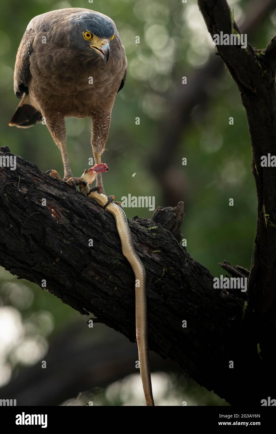 Serpent eagle with snake kill Stock Photo - Alamy