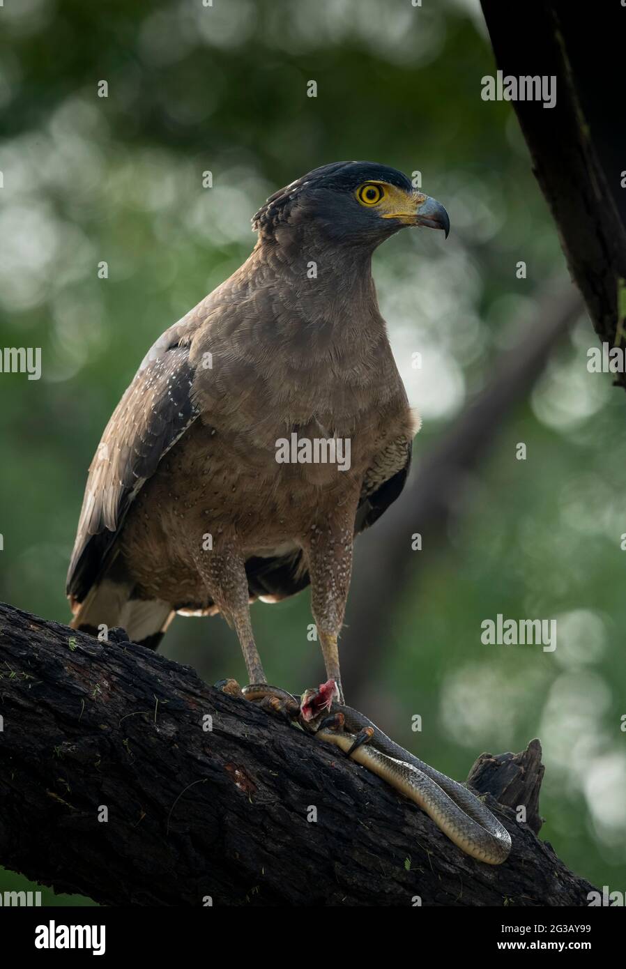 Serpent eagle with snake kill Stock Photo - Alamy