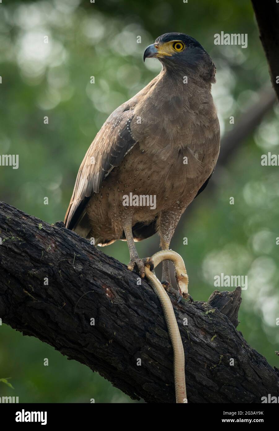 Oriole snake hi-res stock photography and images - Alamy