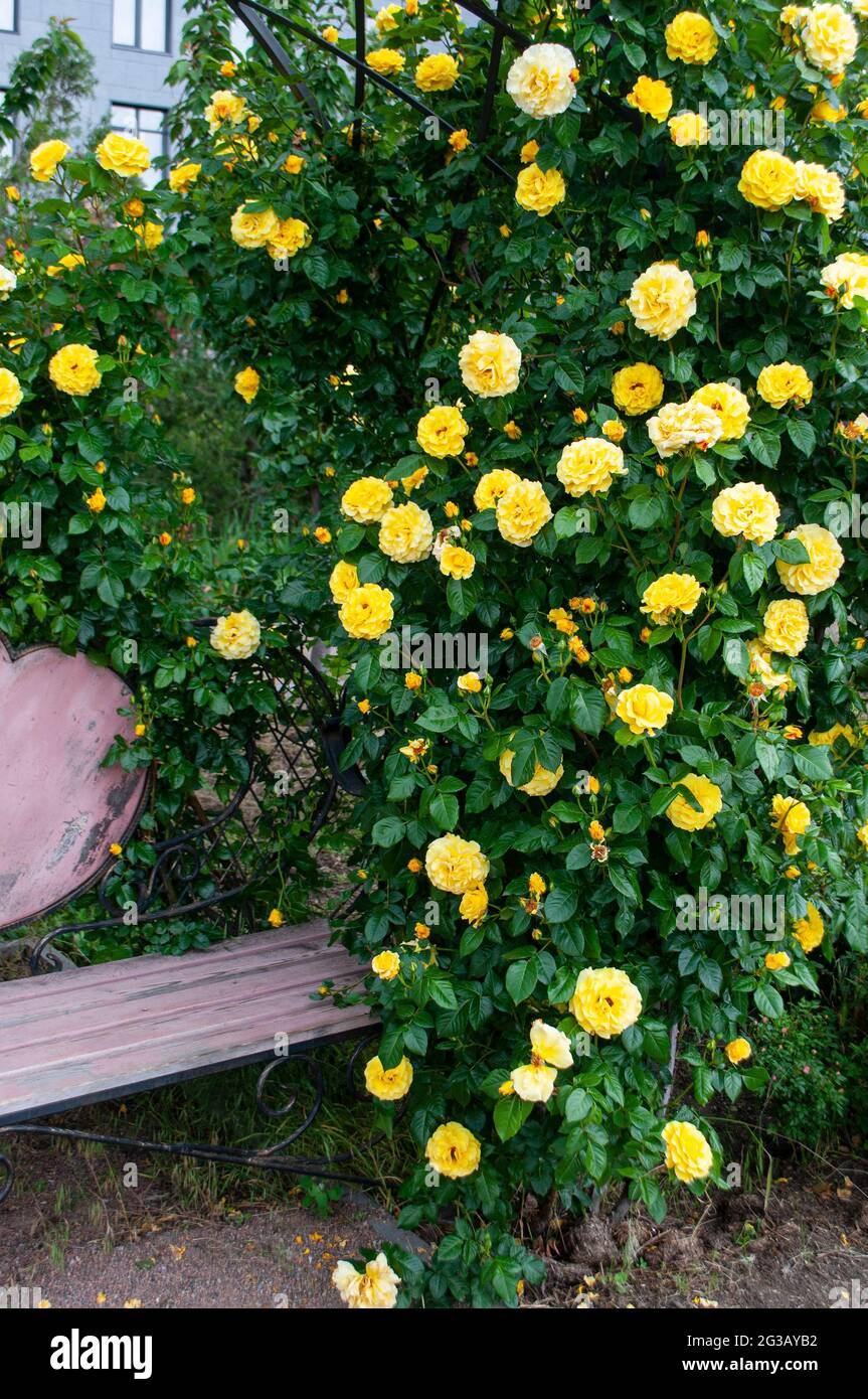 Yellow color rose flower bush in bloom. Blurred background of rose ...
