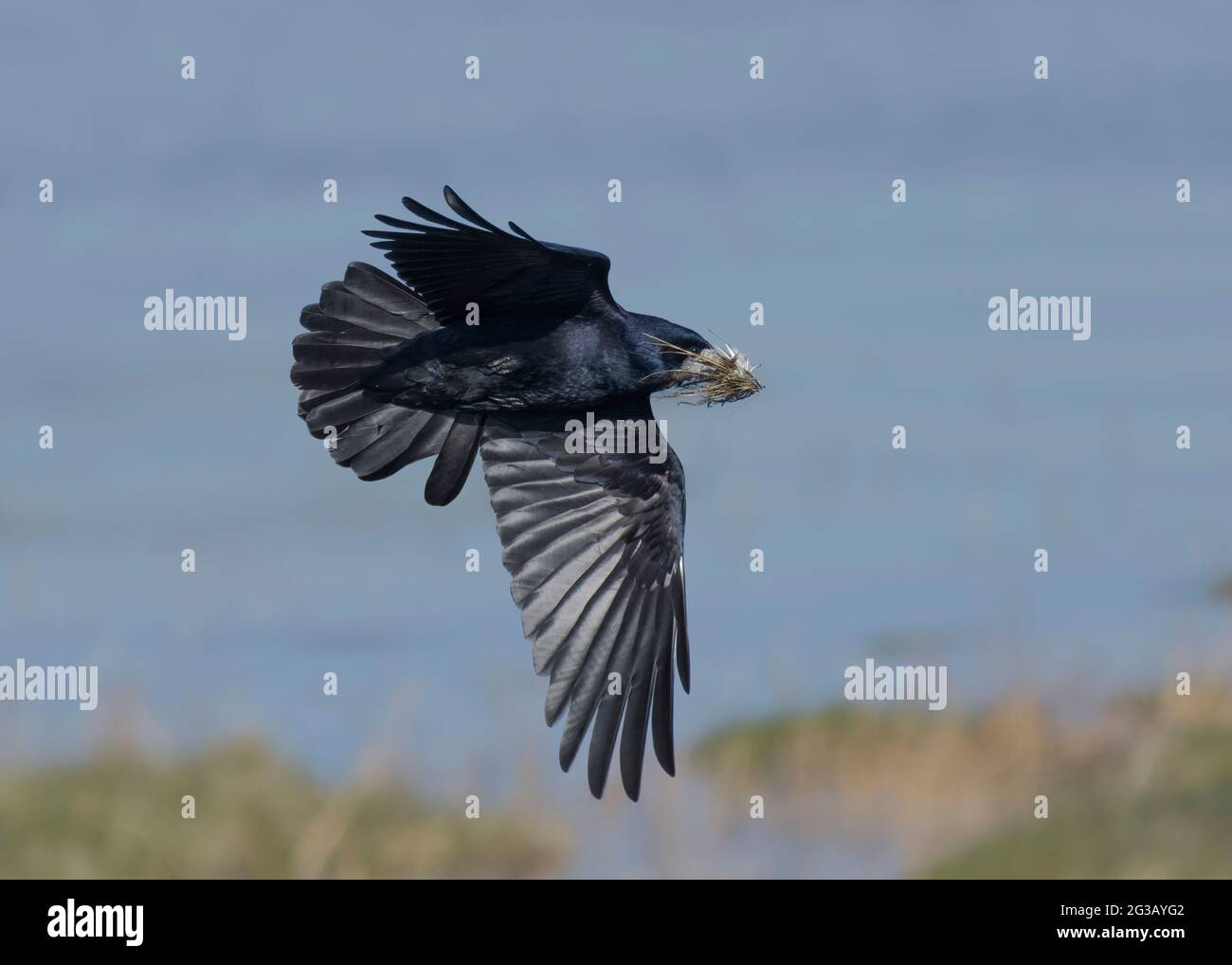 Rook, Corvus frugilegus, in flight with grass in beak as nesting ...