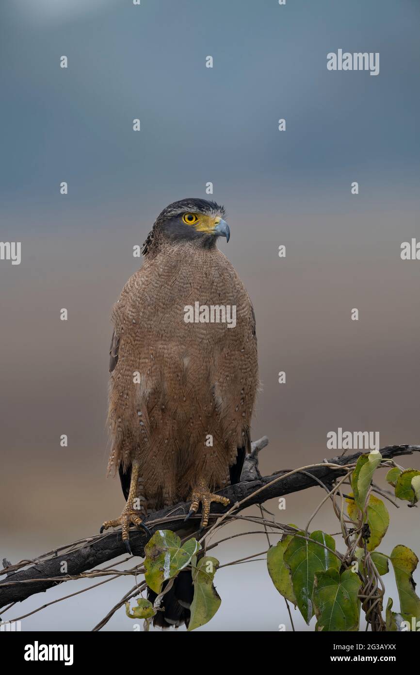 Serpent eagle with snake kill Stock Photo - Alamy