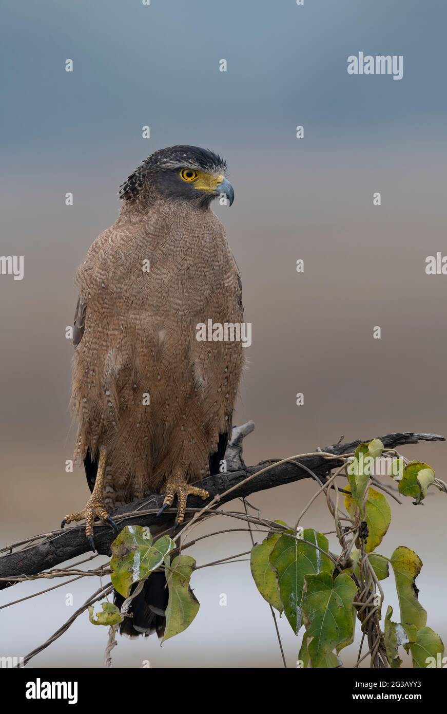 Eagle with snake hi-res stock photography and images - Alamy
