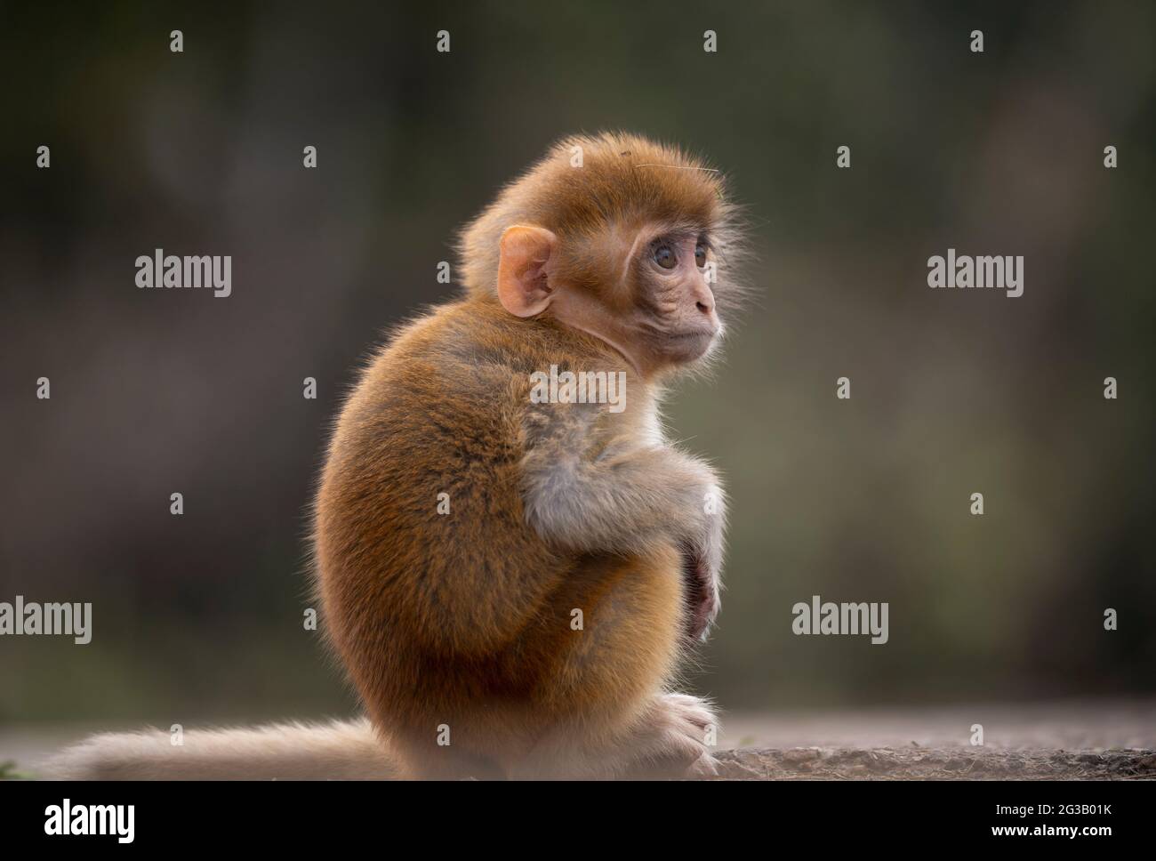 Monkey potrait hi-res stock photography and images - Alamy