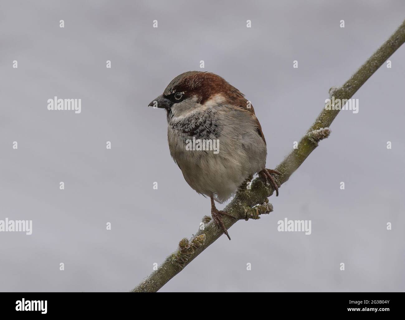 On frosty stick hi-res stock photography and images - Alamy