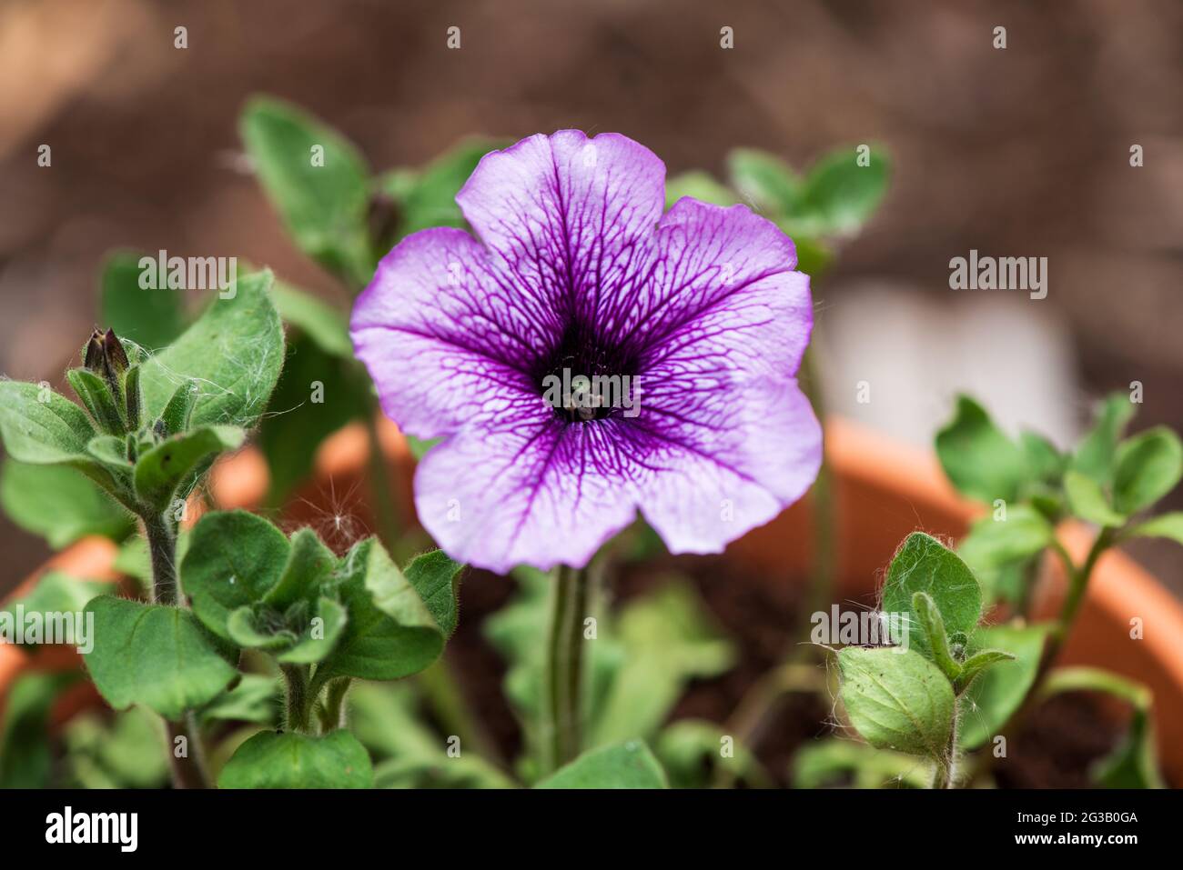 Petunia flowers close up. Growing petunias in the flower pot Stock ...