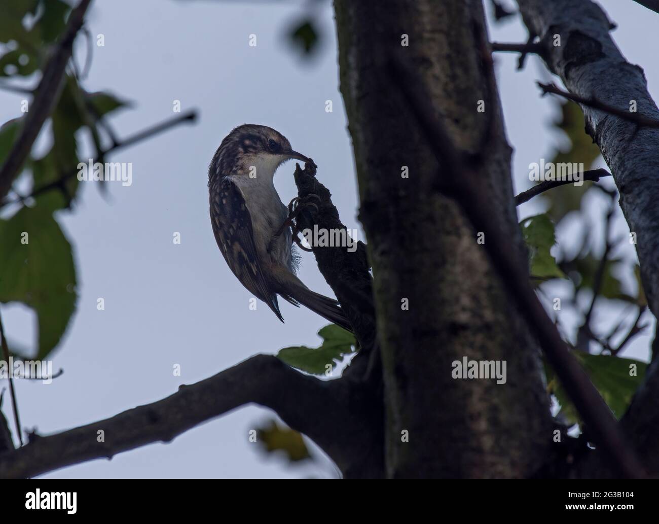 Eurasian Treecreeper, Certhia familiaris, foraging for invertebrates ...
