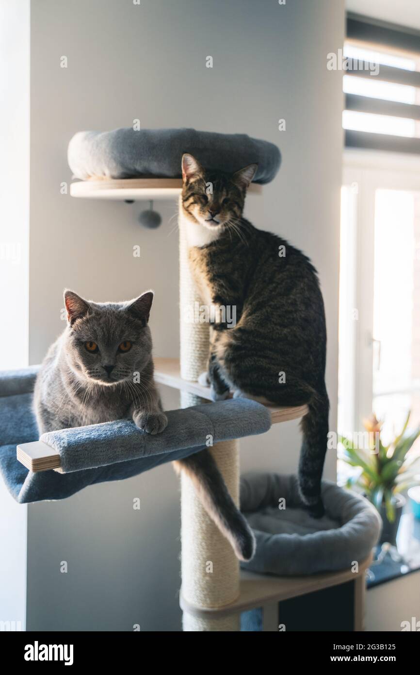 Two cats sitting on a cat tree Stock Photo - Alamy
