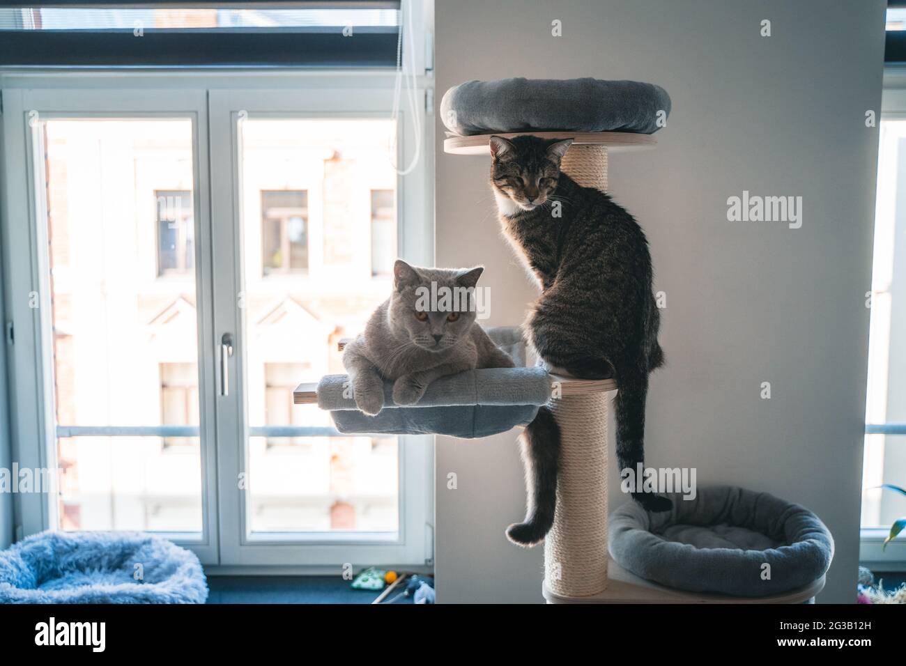 Cats living together hi-res stock photography and images - Alamy