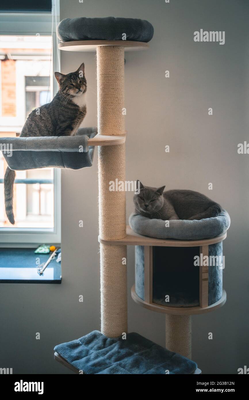 Two cats sitting on a cat tree Stock Photo - Alamy