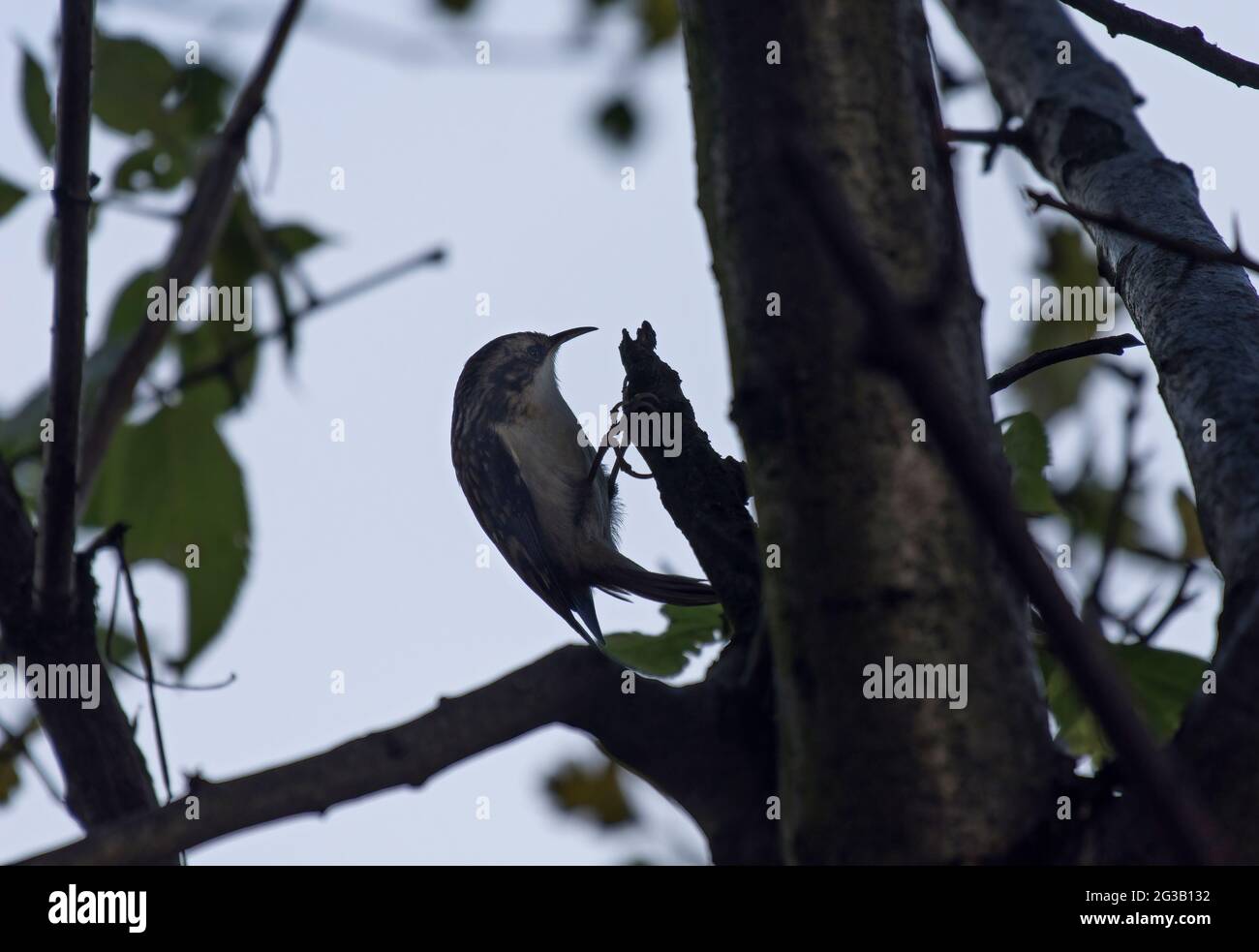 Foraging for invertebrates hi-res stock photography and images - Alamy