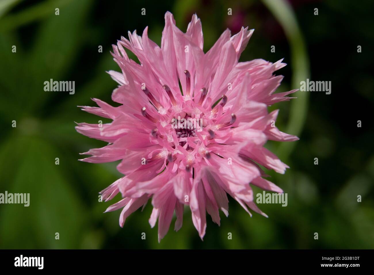Cornflower colours hi-res stock photography and images - Alamy