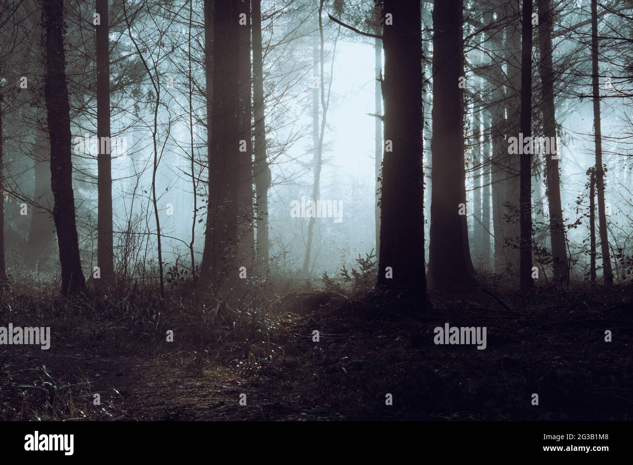 An atmospheric spooky forest on a misty day in winter. With trees ...