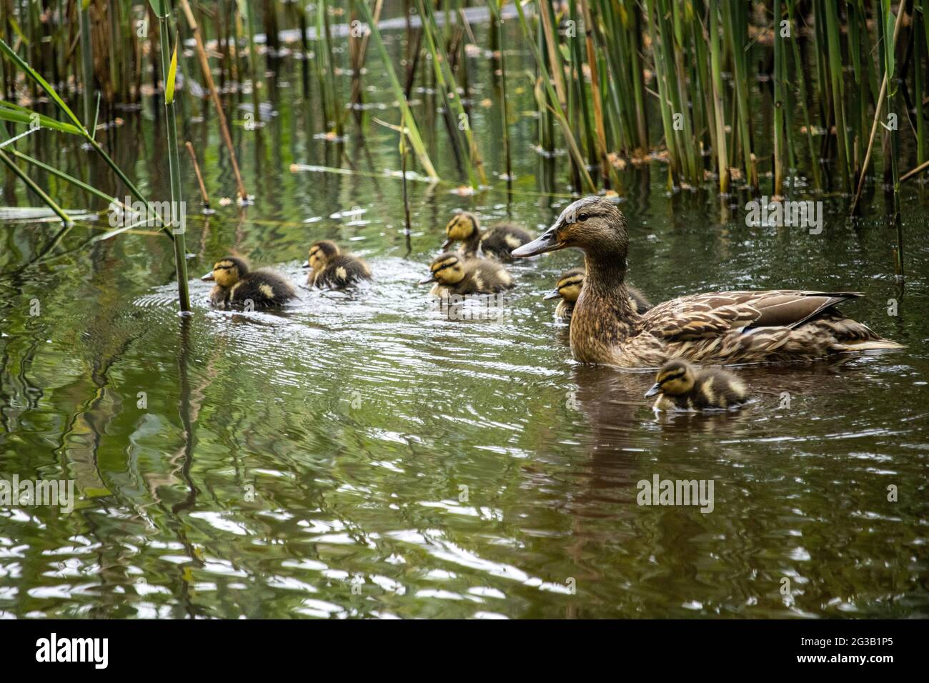 A duck with her new-born ducklings swim through the reeds Stock Photo ...