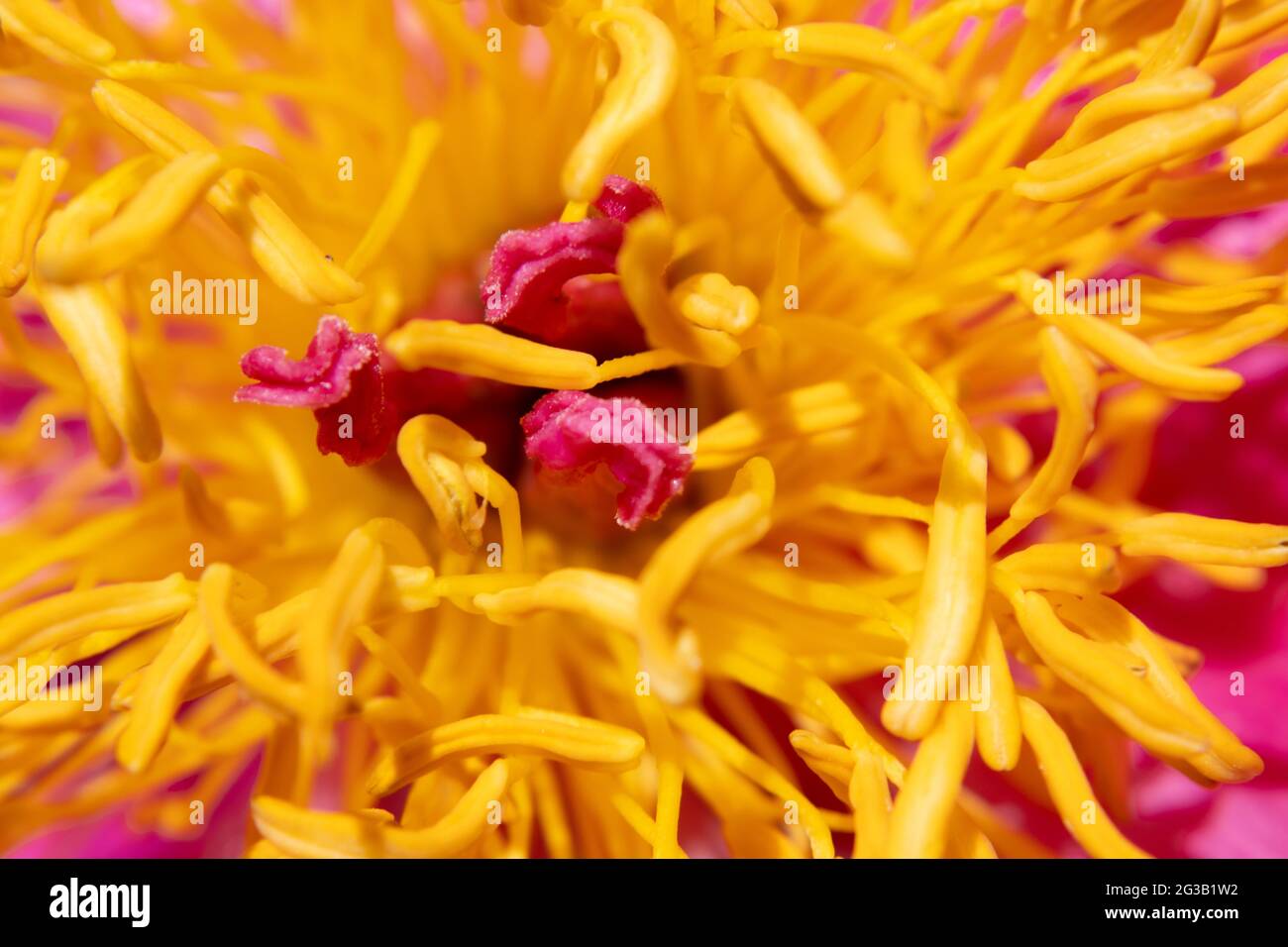 Peony budding hi-res stock photography and images - Alamy