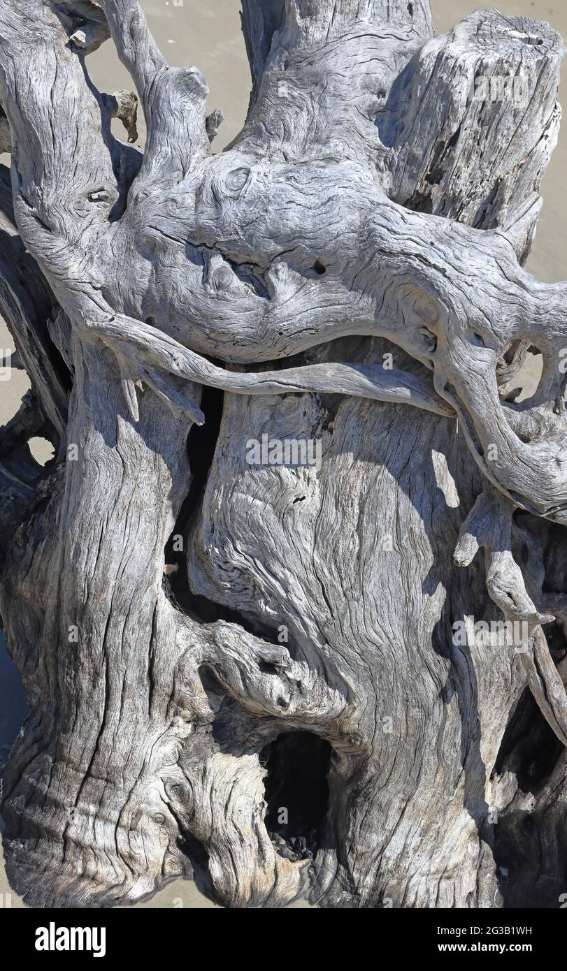 Dead weathered tree roots embedded in a sandy beach Stock Photo - Alamy