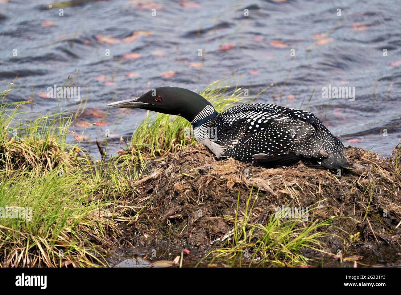 Loon nesting on its nest with marsh grasses, mud and water by the lake ...