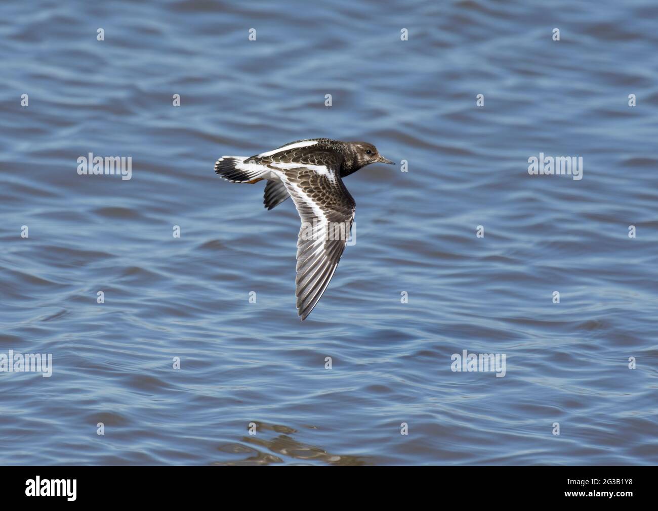 Turnstone flight hi-res stock photography and images - Alamy