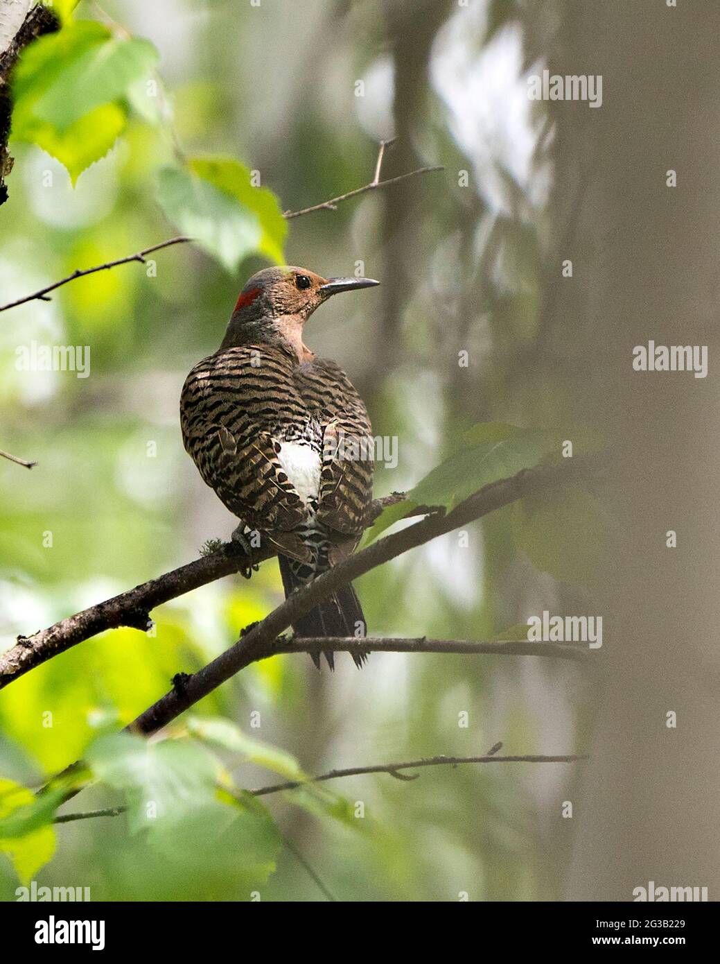 Northern flicker amazing bird hi-res stock photography and images - Alamy