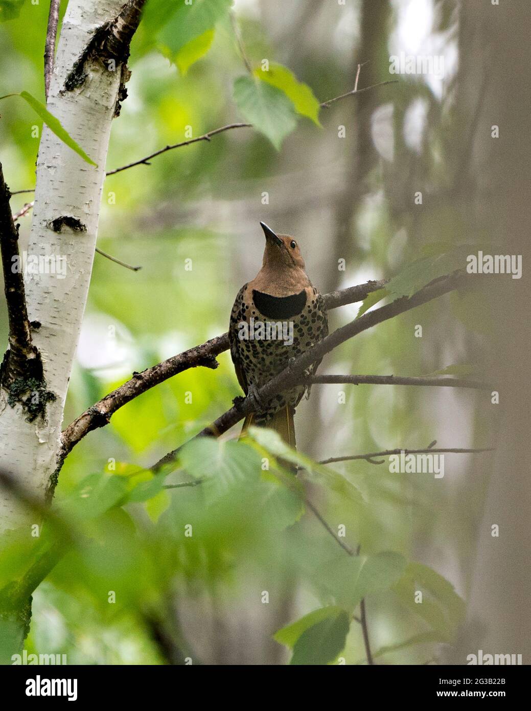 Northern Flicker front profile view perched on a branch with green blur ...