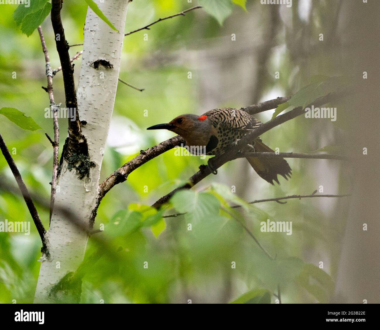 Northern Flicker perched on a branch with green blur background in its ...