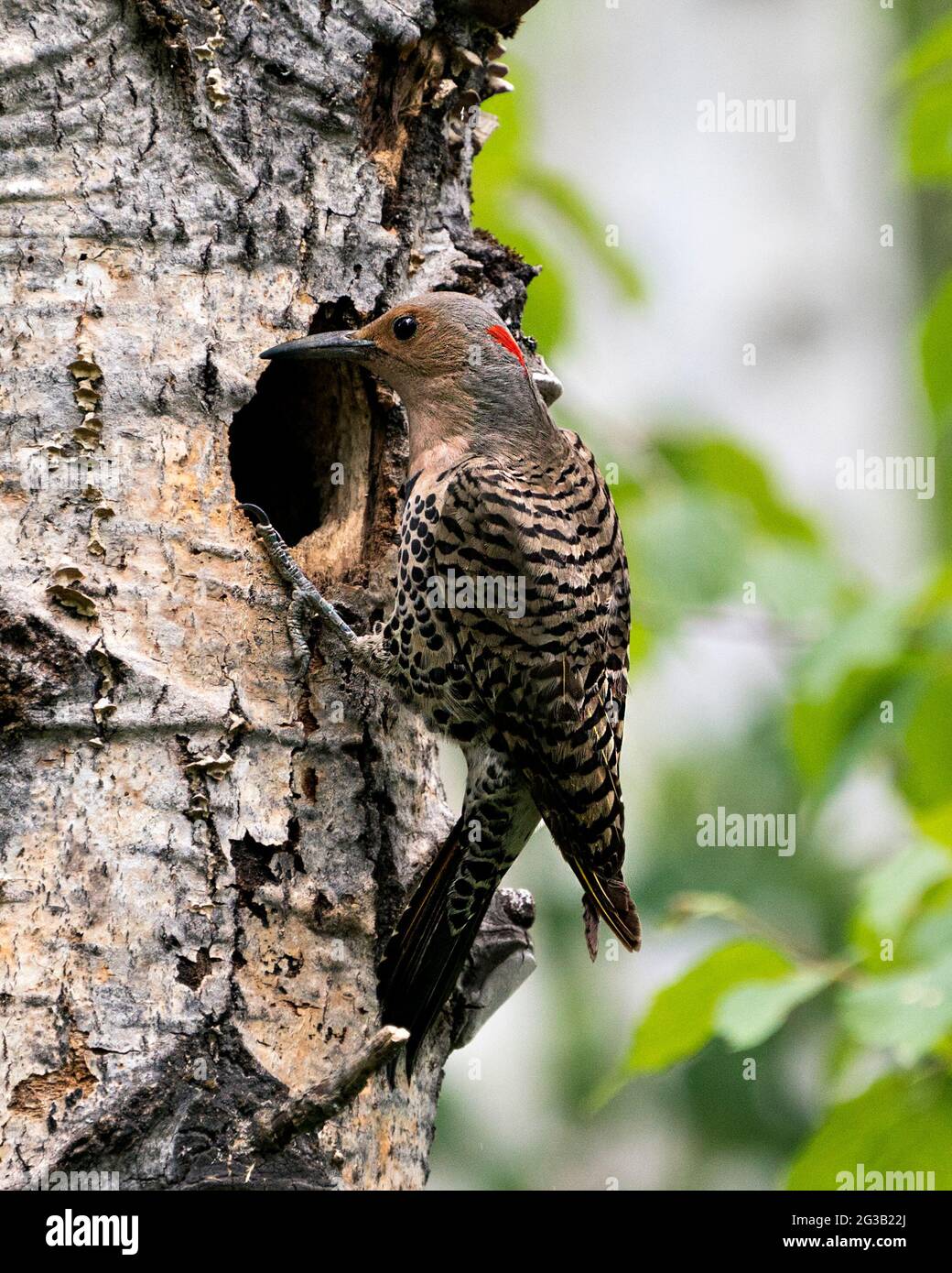 Northern Flicker female close-up view perched and looking in its nest ...