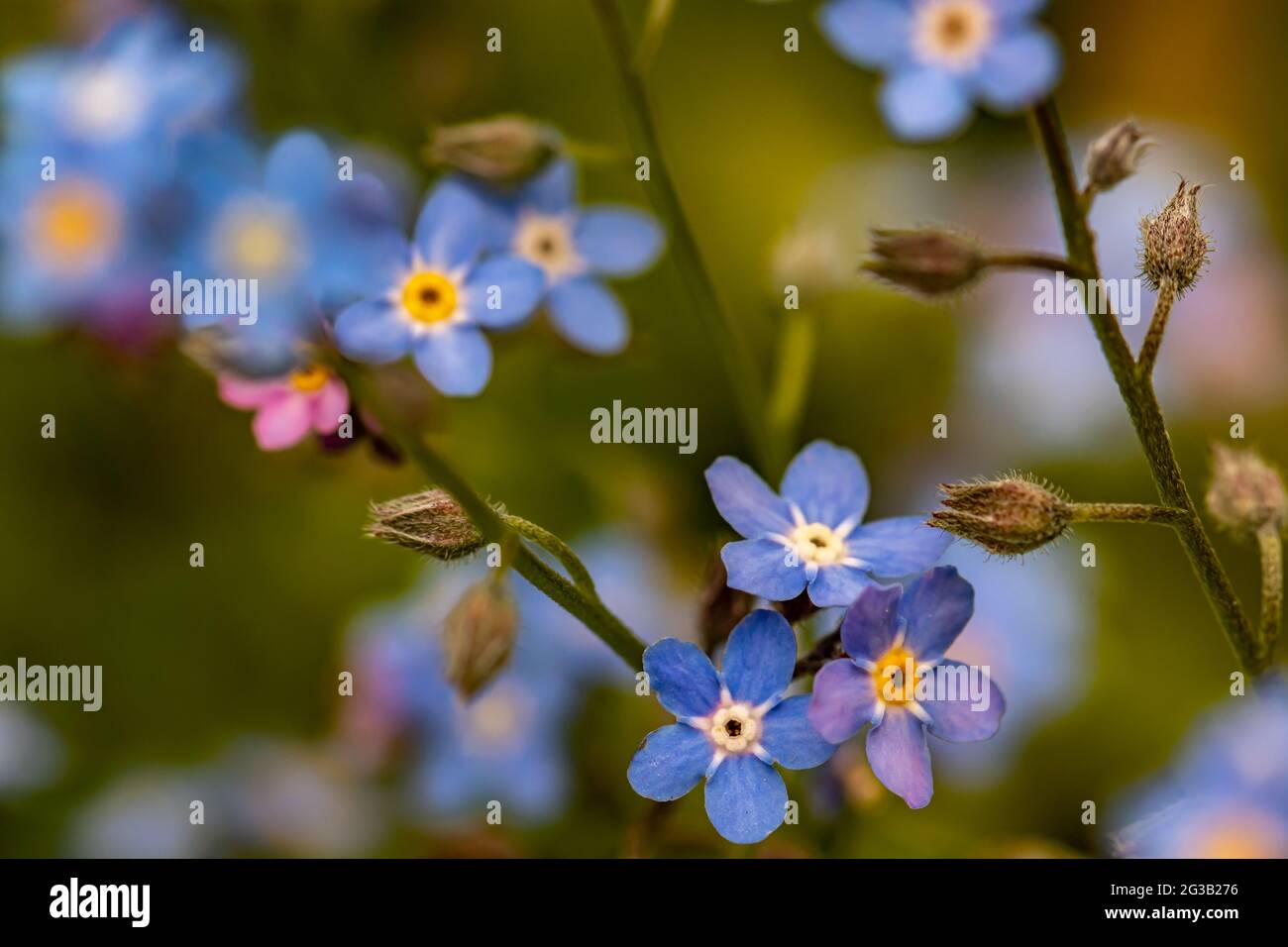 A bunch of Myosotis flowers in the garden Stock Photo - Alamy