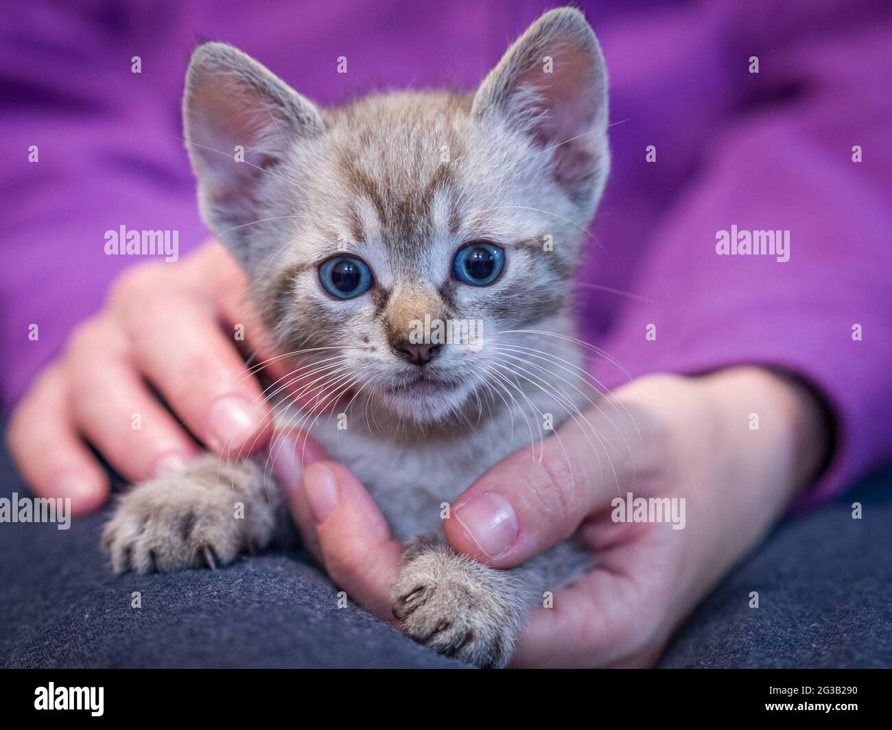 Woman holding kitty Stock Photo - Alamy