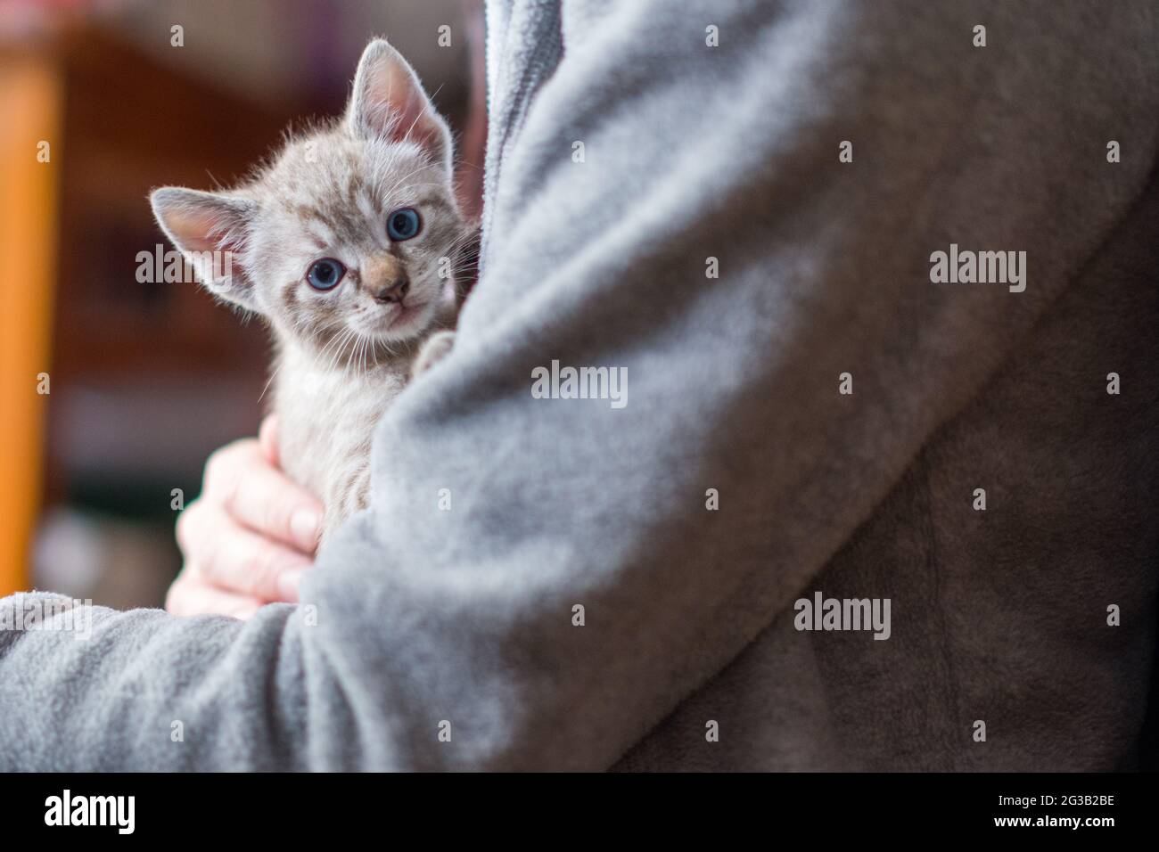 Love kitty hi-res stock photography and images - Alamy