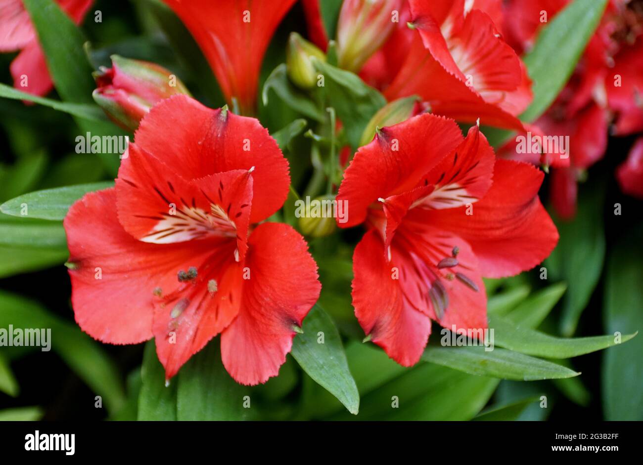 Bright red color of Peruvian lily 'Colorita Kate' flowers at full bloom ...